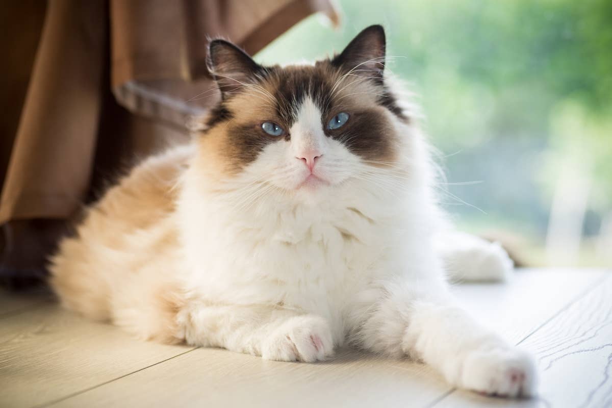 Ragdoll’s Epic ‘Cat Apartment’ Is the Best Home in the World - Parade Pets