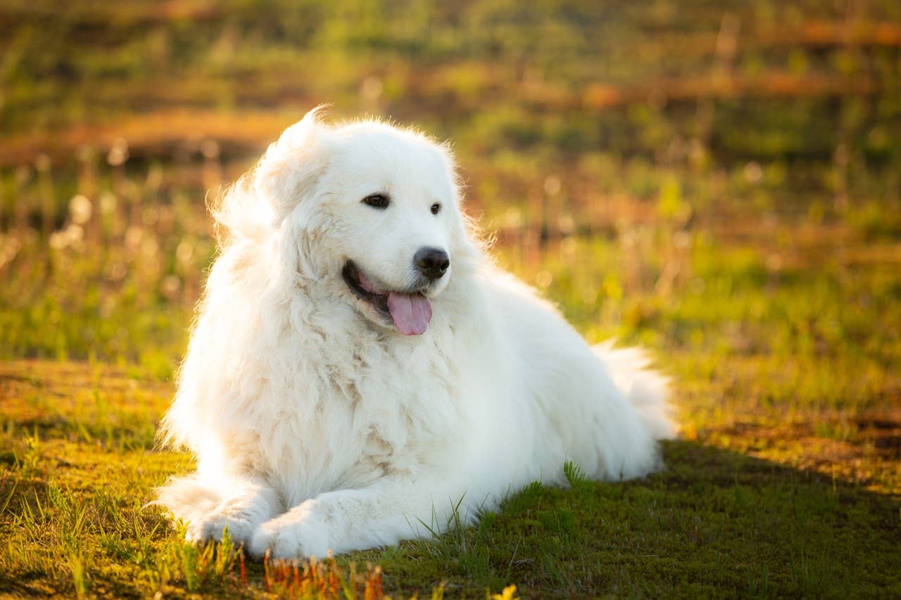 6 Dog Breeds That Are Good With Chickens (Expert-Approved) - Parade Pets