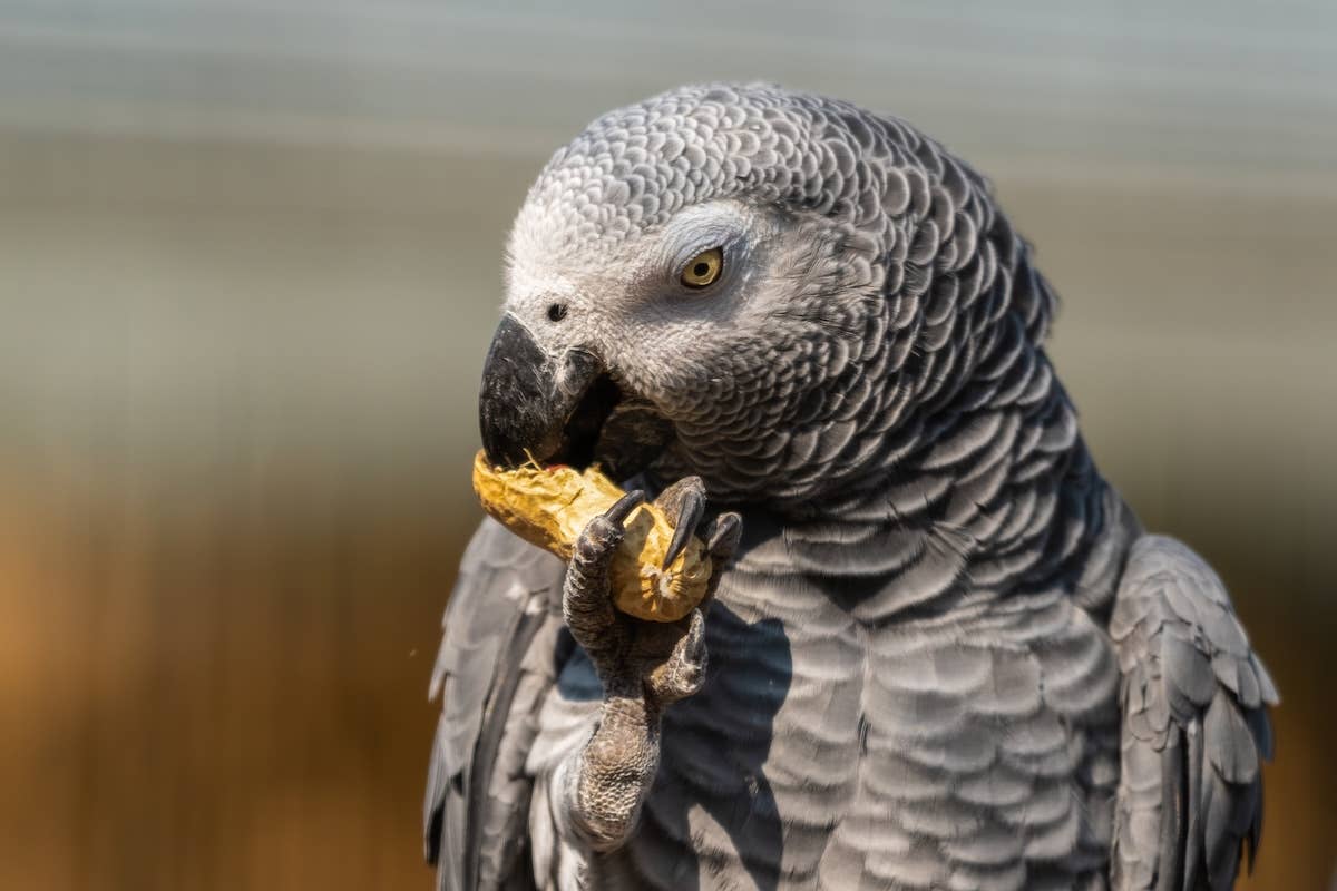 Parrot Who Loves To Avoid Bedtime Takes It to New Heights - Parade Pets