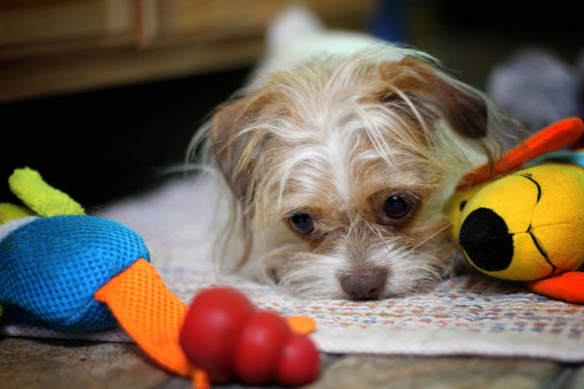 Shih-Tzu Rescued From Puppy Mill Slowly Becoming Brave in Foster Home ...