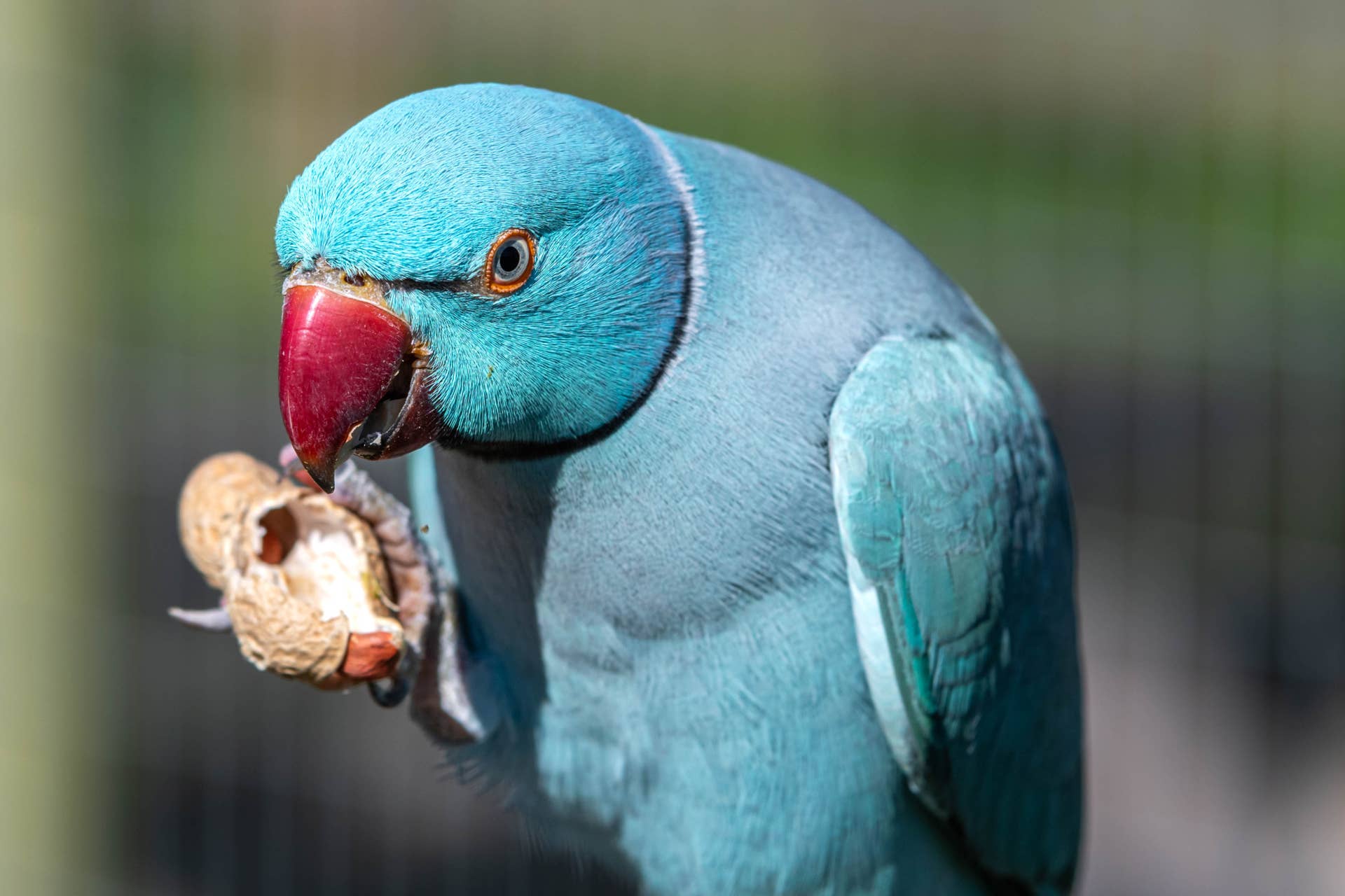 Indian Ringneck Parrot's Tiny Maraca Shakes Couldn't Be Sweeter ...