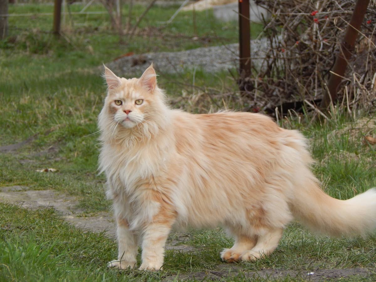 Veterinary Clinic Shows Off 'Biggest Cat They've Ever Seen' - Parade Pets