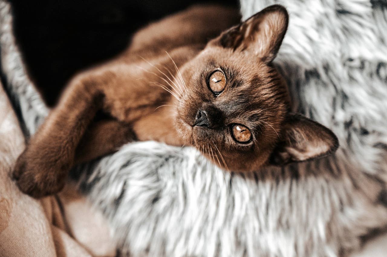7 of the Prettiest Cat Breeds You'll Ever Meet, Say Experts - Parade Pets