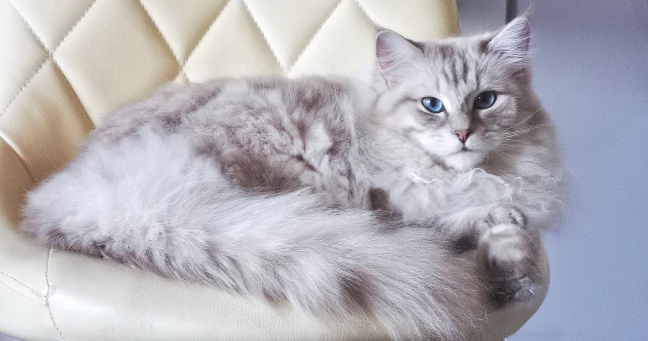 7 of the Prettiest Cat Breeds You'll Ever Meet, Say Experts - Parade Pets