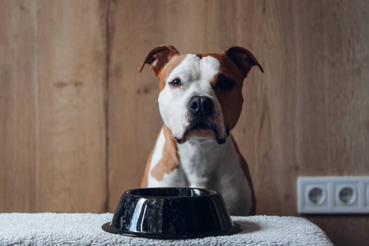 Hungry Staffy Brings a Plate To Beg for Some Chinese Food - Parade Pets