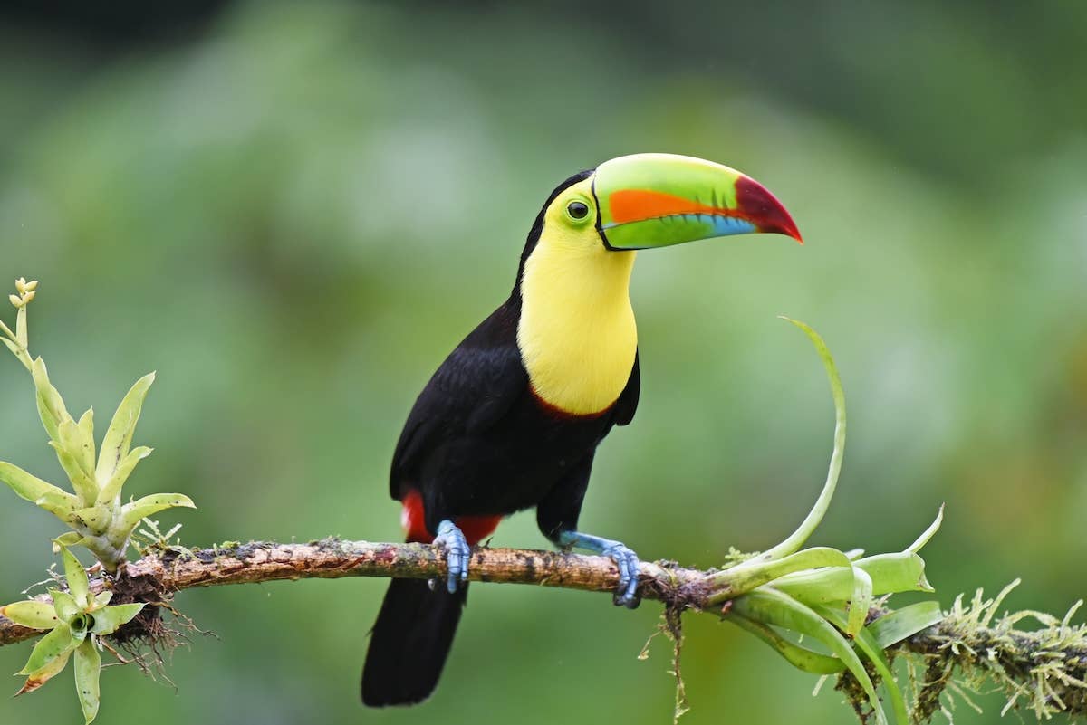 Toucan Taste Tests Different Fruits to Find Her Favorites - Parade Pets