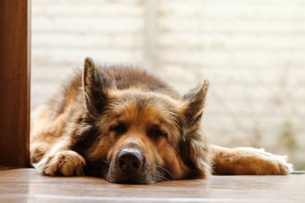 German Shepherd Rescue Before and After: Incredible Recovery - Parade Pets