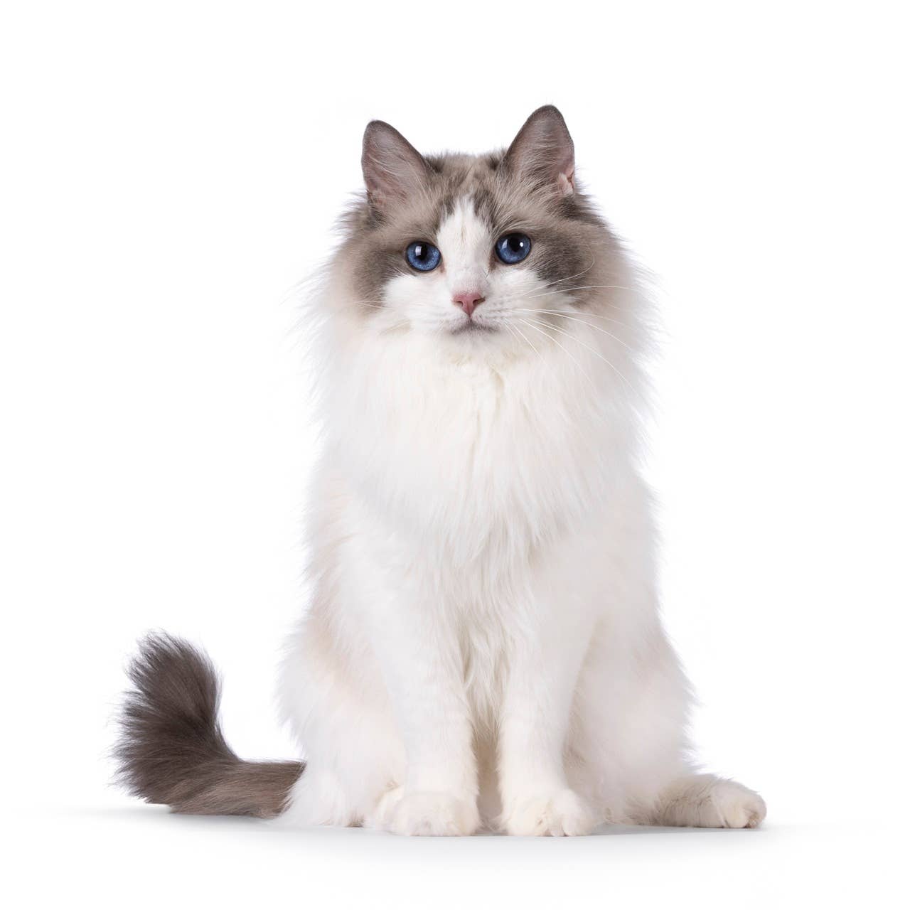The 6 Most Common Cat Breeds Found in Shelters is Shocking - Parade Pets