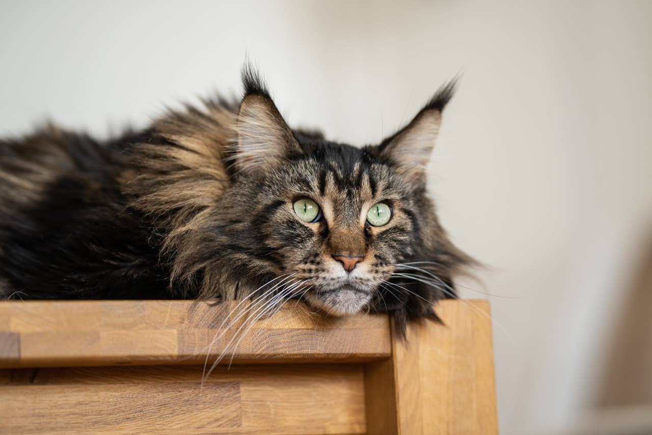 The 6 Most Common Cat Breeds Found in Shelters is Shocking - Parade Pets