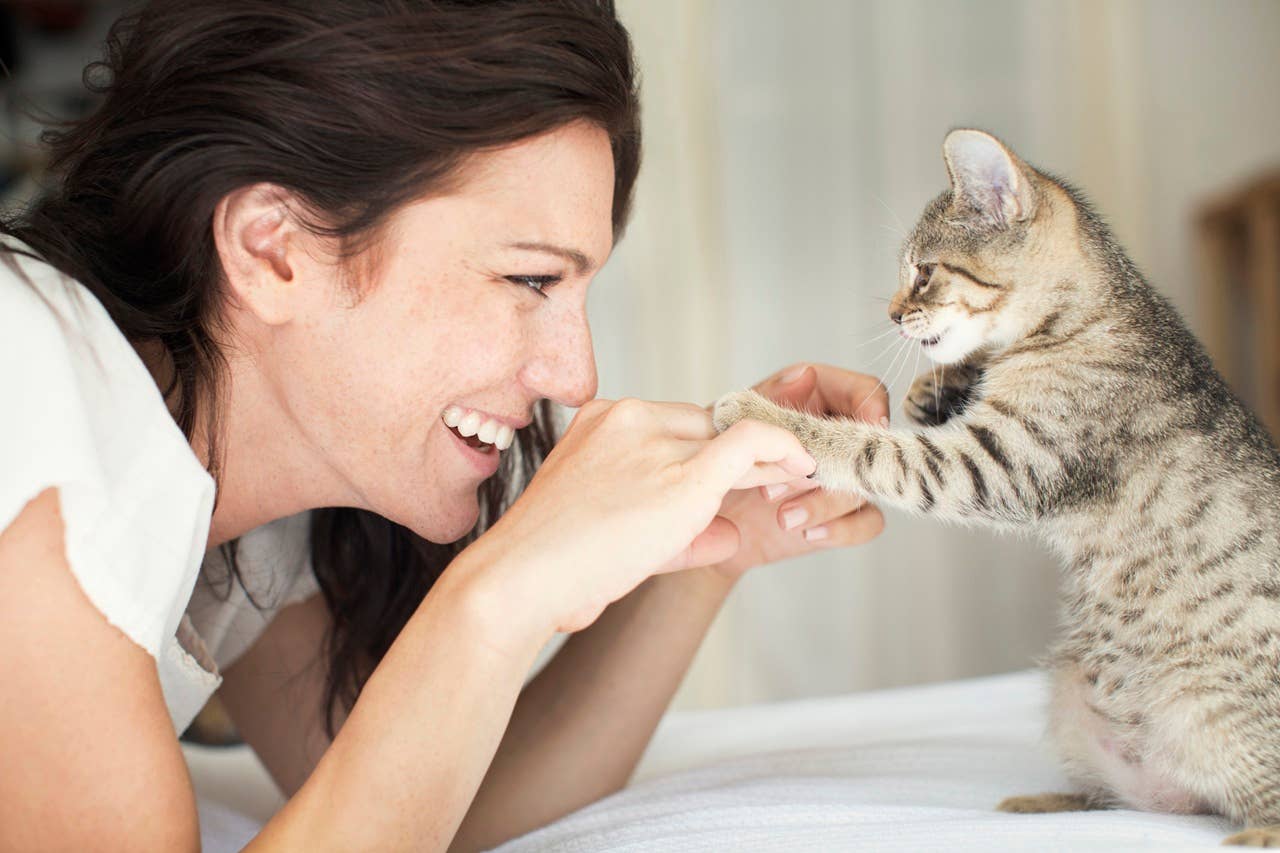 The 6 Most Common Cat Breeds Found in Shelters is Shocking - Parade Pets