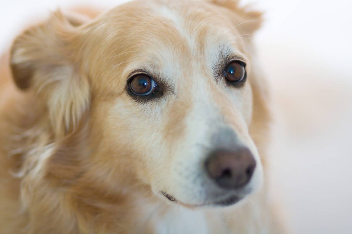 Newly-Adopted Senior Golden Retriever Mix Escapes on Way to Forever ...