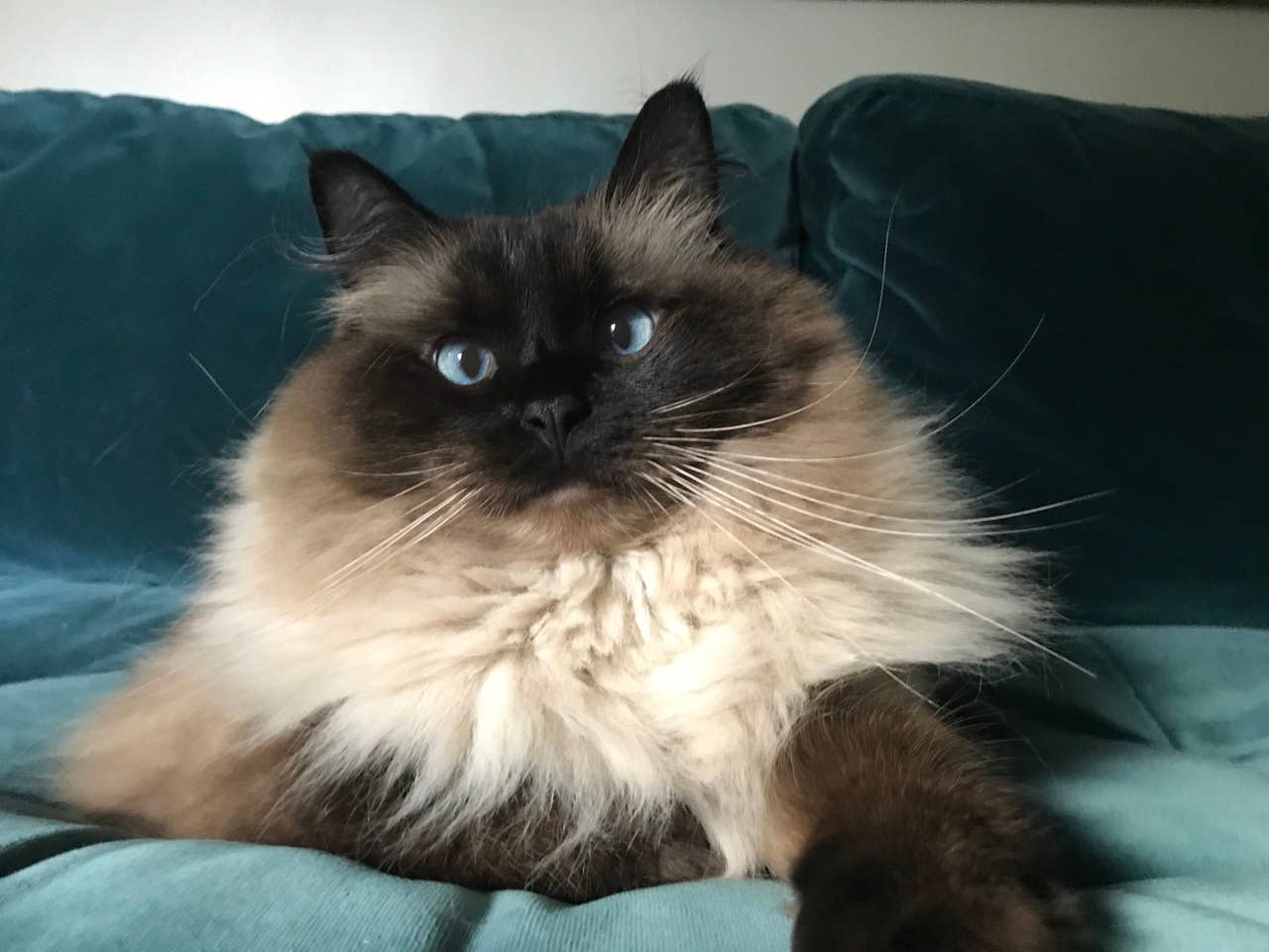 5 Best Cat Breeds for Families, According to Vets - Parade Pets