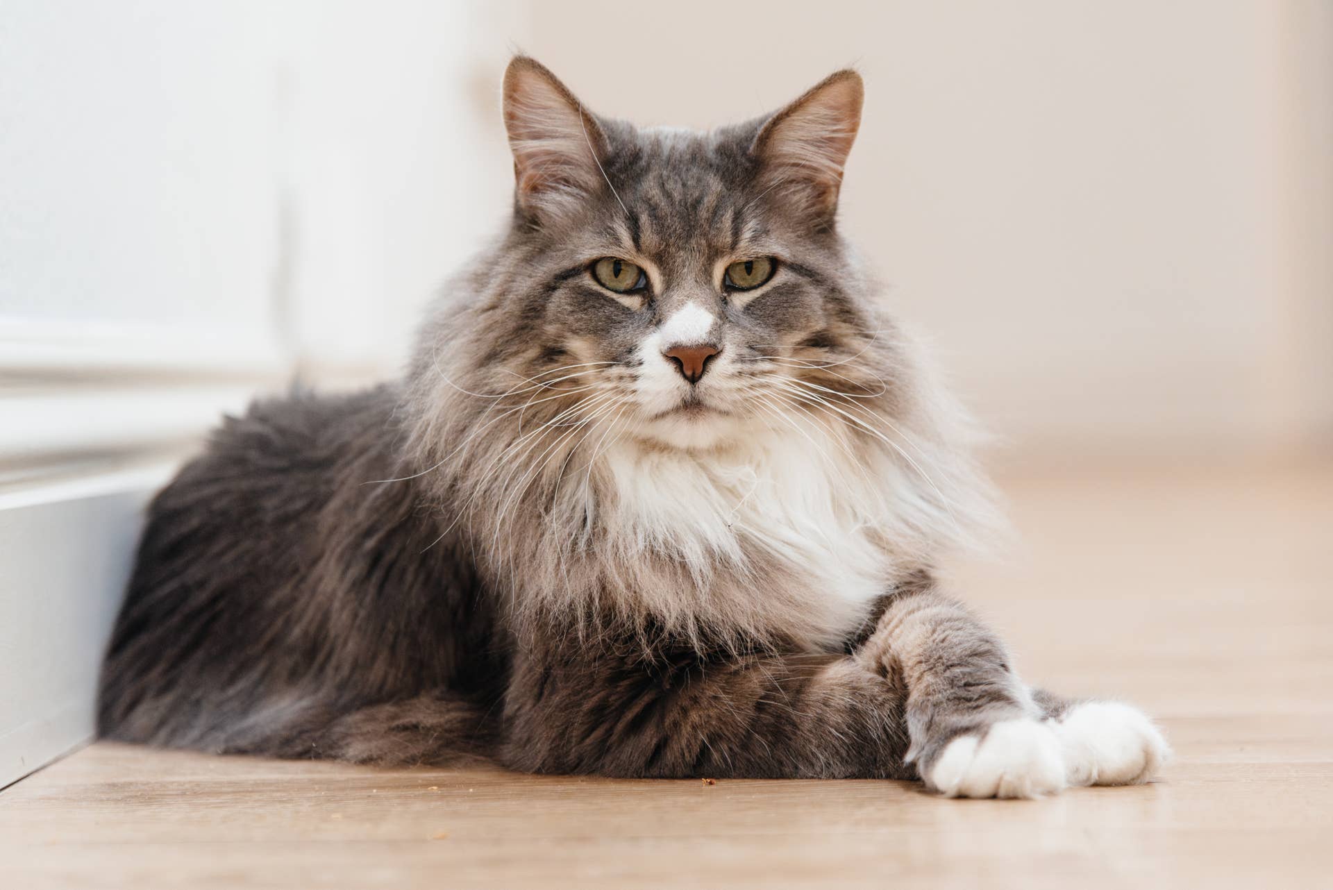 Gray Maine Coon Cat With the Face of a Human Is So Charming - Parade Pets