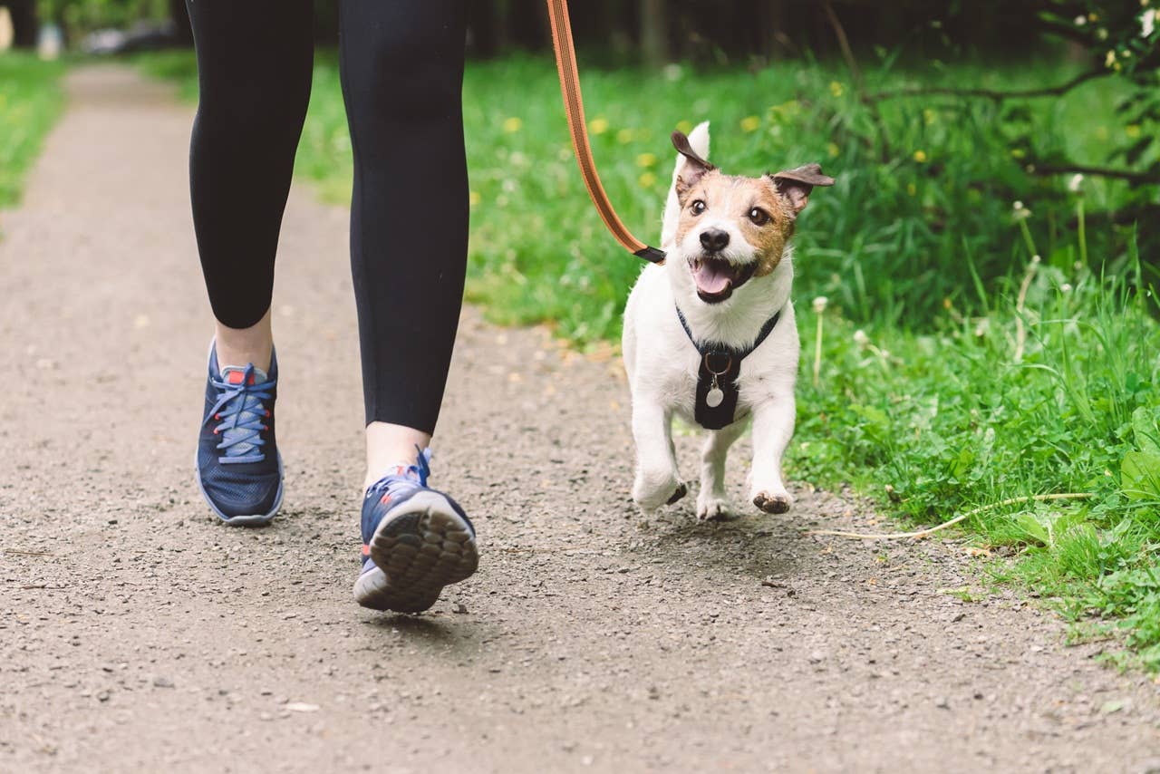 6 Most Athletic Dog Breeds, Acording to a Trainer - Parade Pets
