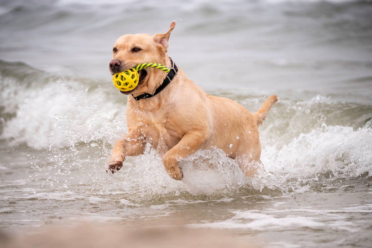 6 Most Athletic Dog Breeds, Acording to a Trainer - Parade Pets