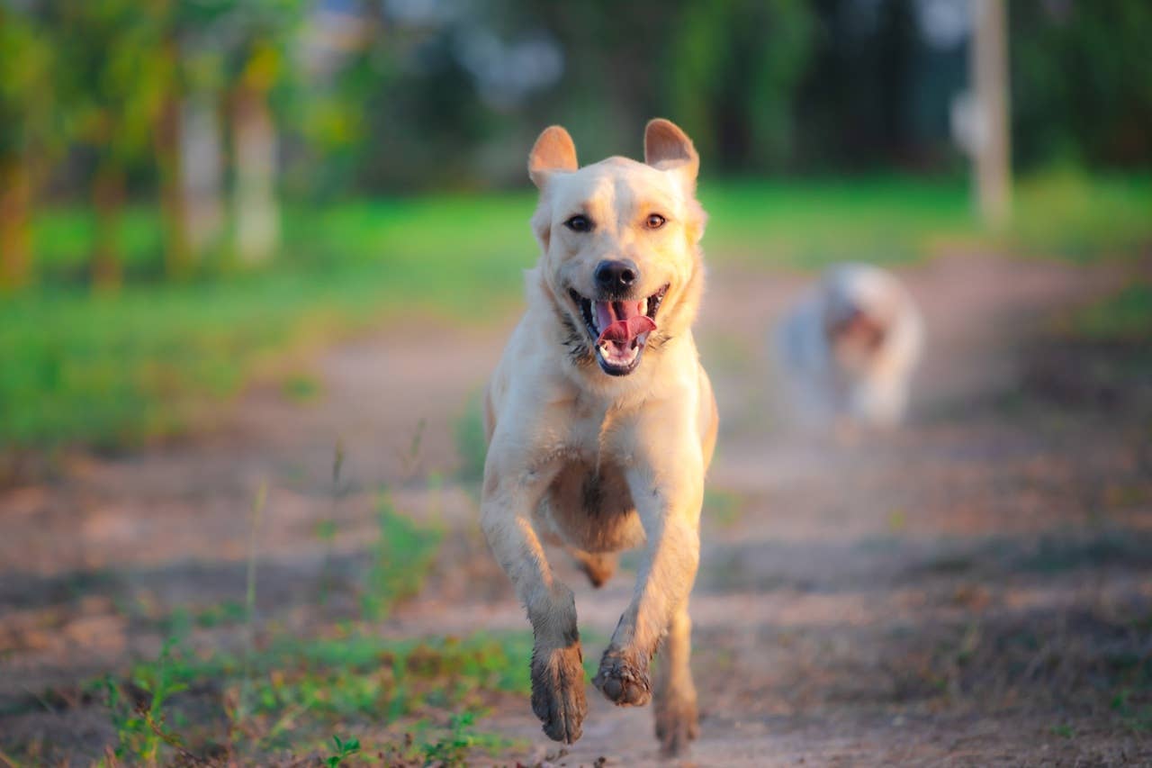 6 Most Athletic Dog Breeds, Acording to a Trainer - Parade Pets