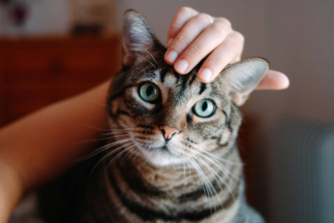 7 Signs Your Cat Considers You Their Hero, Says a Trainer - Parade Pets