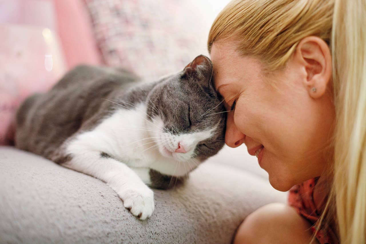 7 Signs Your Cat Considers You Their Hero, Says a Trainer - Parade Pets