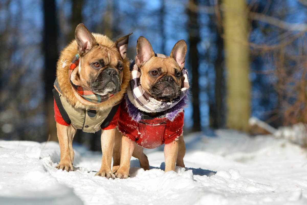 2 French Bulldogs Try the Viral Snow Heart Trend and the Results Are ...