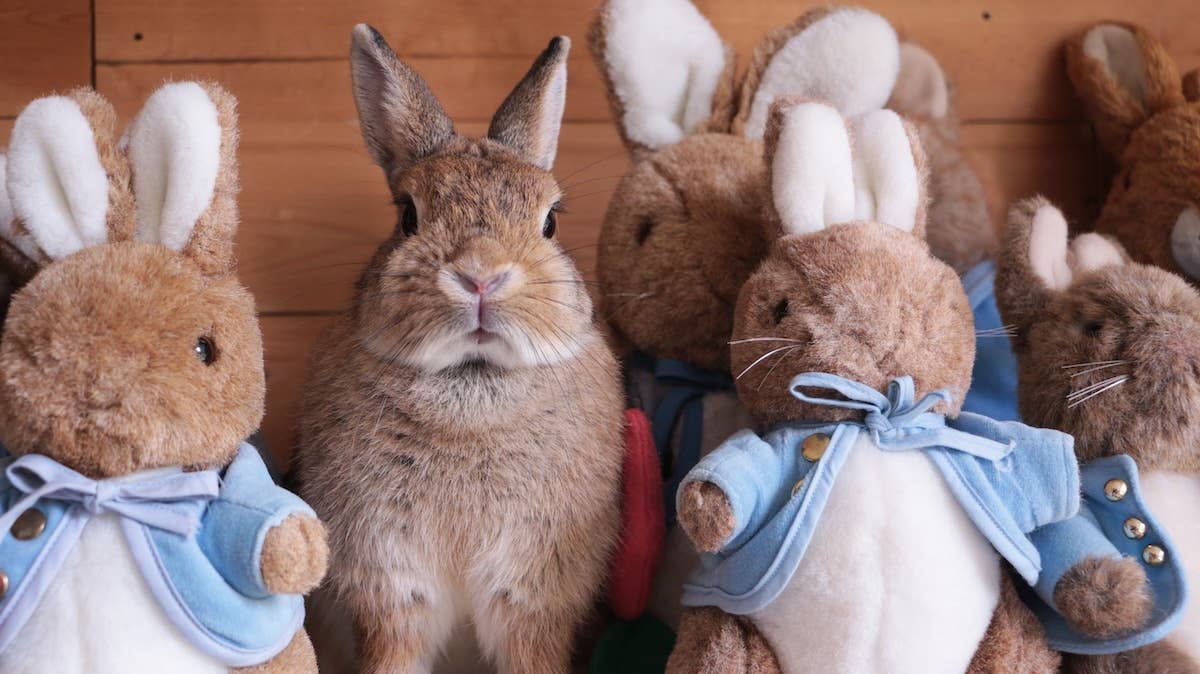 Storybook Bunny Looks Just Like Peter Rabbit and Has the Sweetest Trick ...
