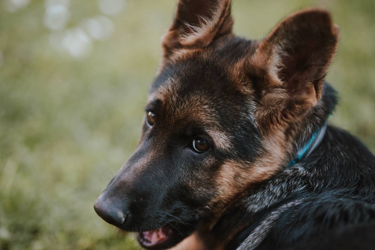 Dog Tied to Fence Gets Happy Ending With Rescuing Officer - Parade Pets
