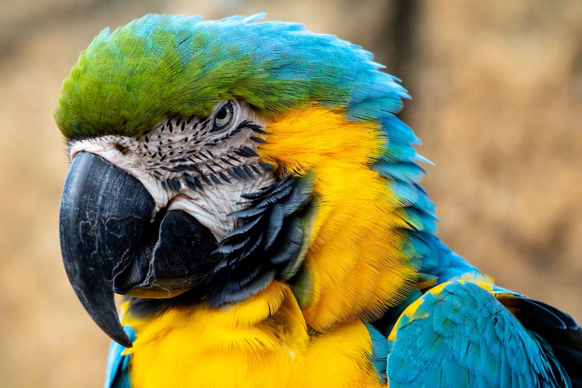 Macaw - Parade Pets