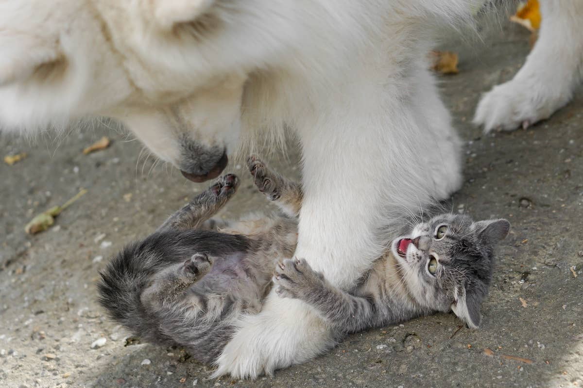 Fluffy White Samoyed Adopts a Tabby Kitten and It’s Love at First Sight ...