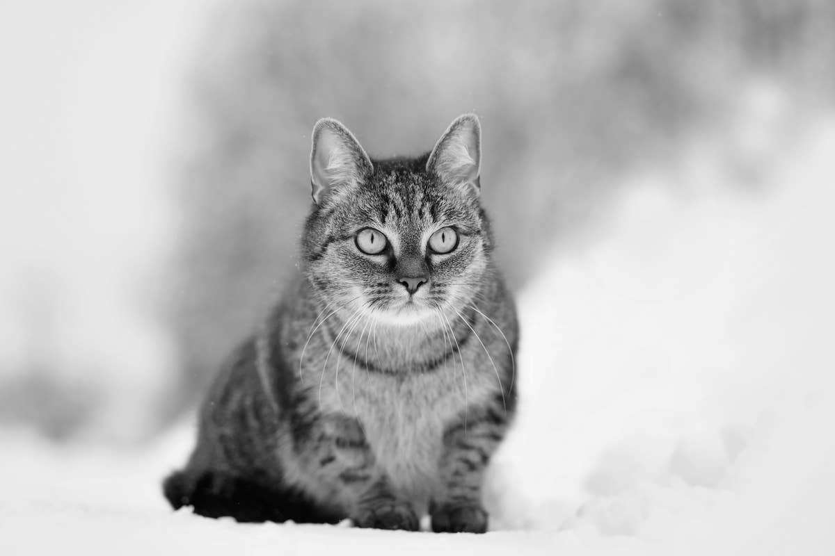 Moment Cat Lost in Colorado Blizzard Reunites With Family Will Have You ...