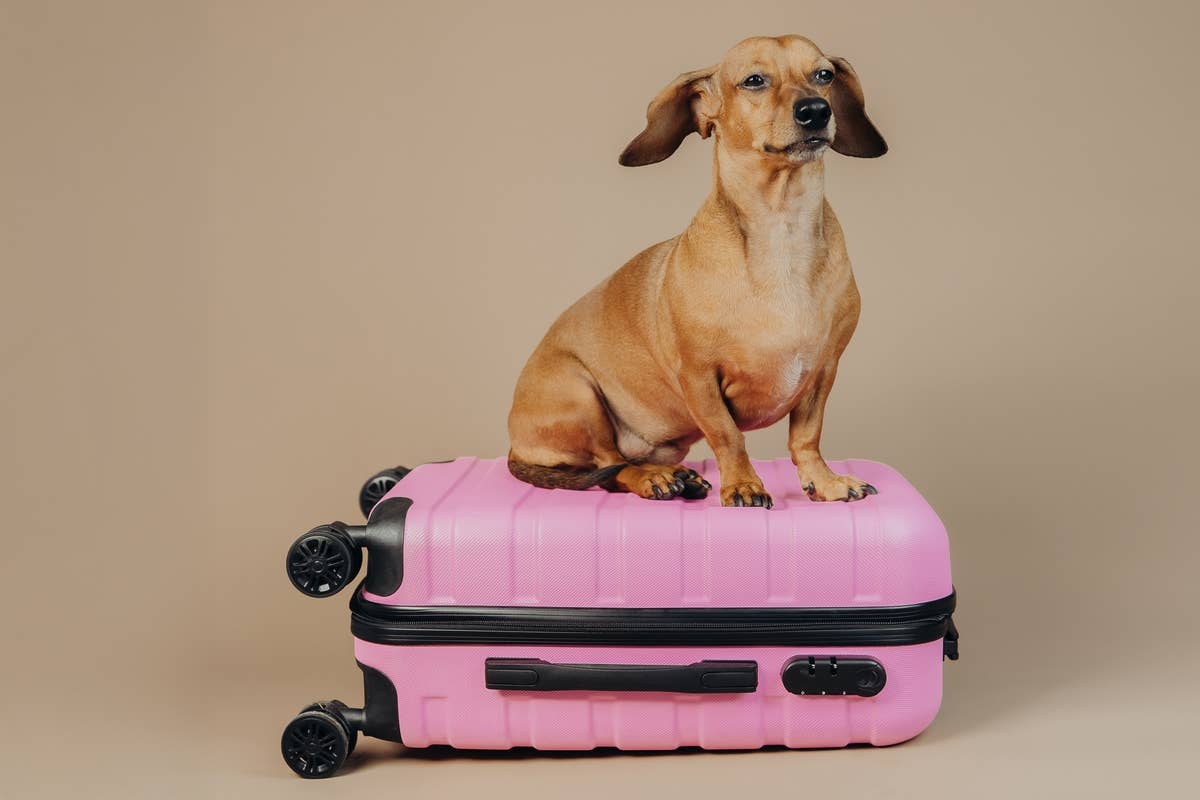 Lady the Dachshund and Her Mom Celebrate Her Gotcha Day Anniversary and ...