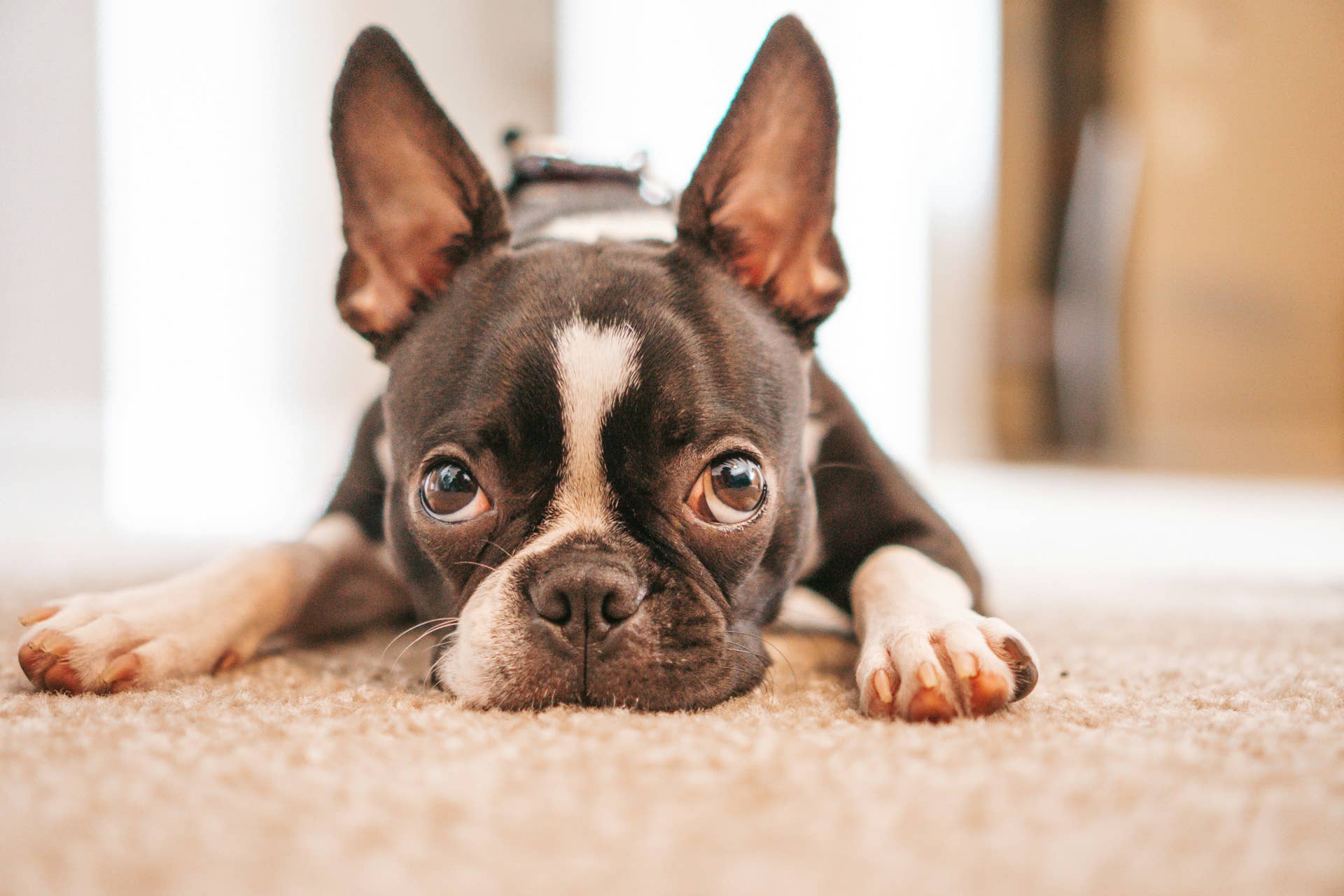 Boston Terrier Hilariously 'Plays Possum' To Avoid Playing With Sibling ...