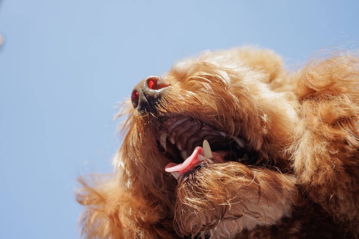 Study Finds Poodle Mixes Have More Behavior Issues Than Purebred ...