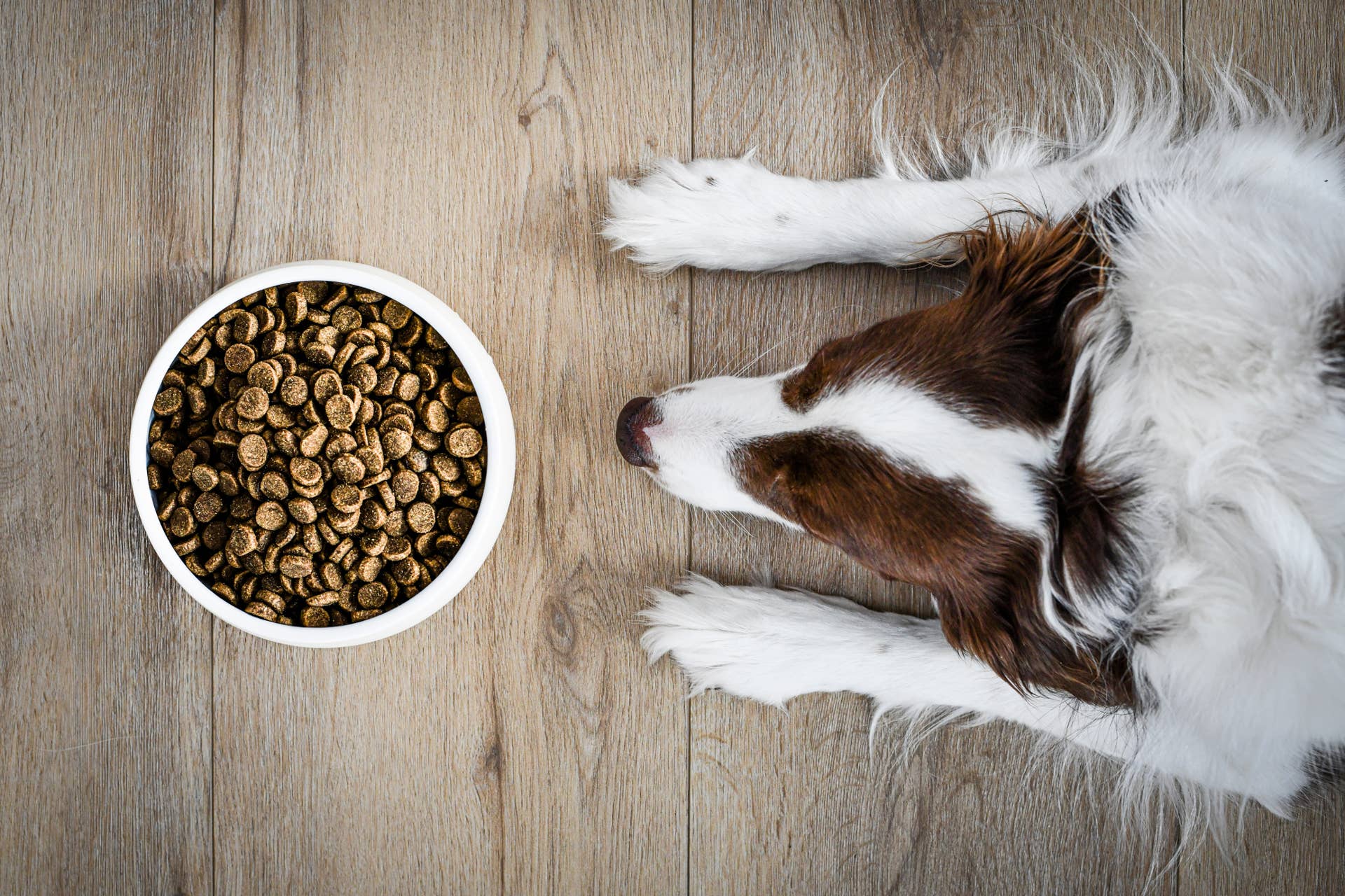 Purina, Meow Mix and More Part of Gold Star Distribution Recall ...