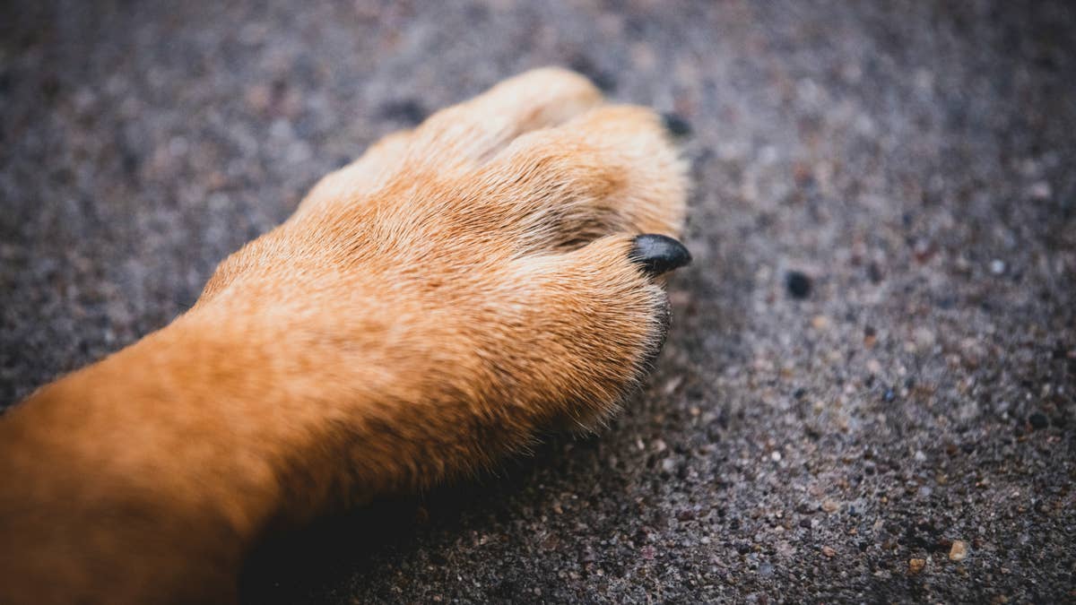 This Senior Rescue Dog Needs a Name—And One ‘Star Wars’ Character Is ...