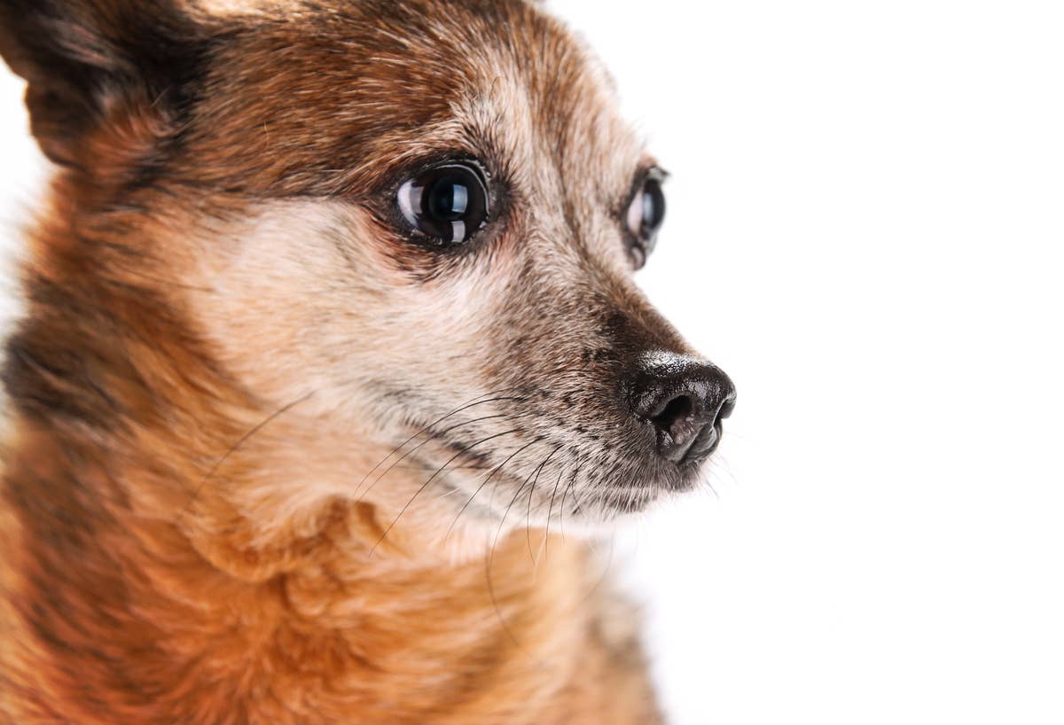 14-Year-Old Rescue Dog Gets Forever Home After Months of Waiting and It ...
