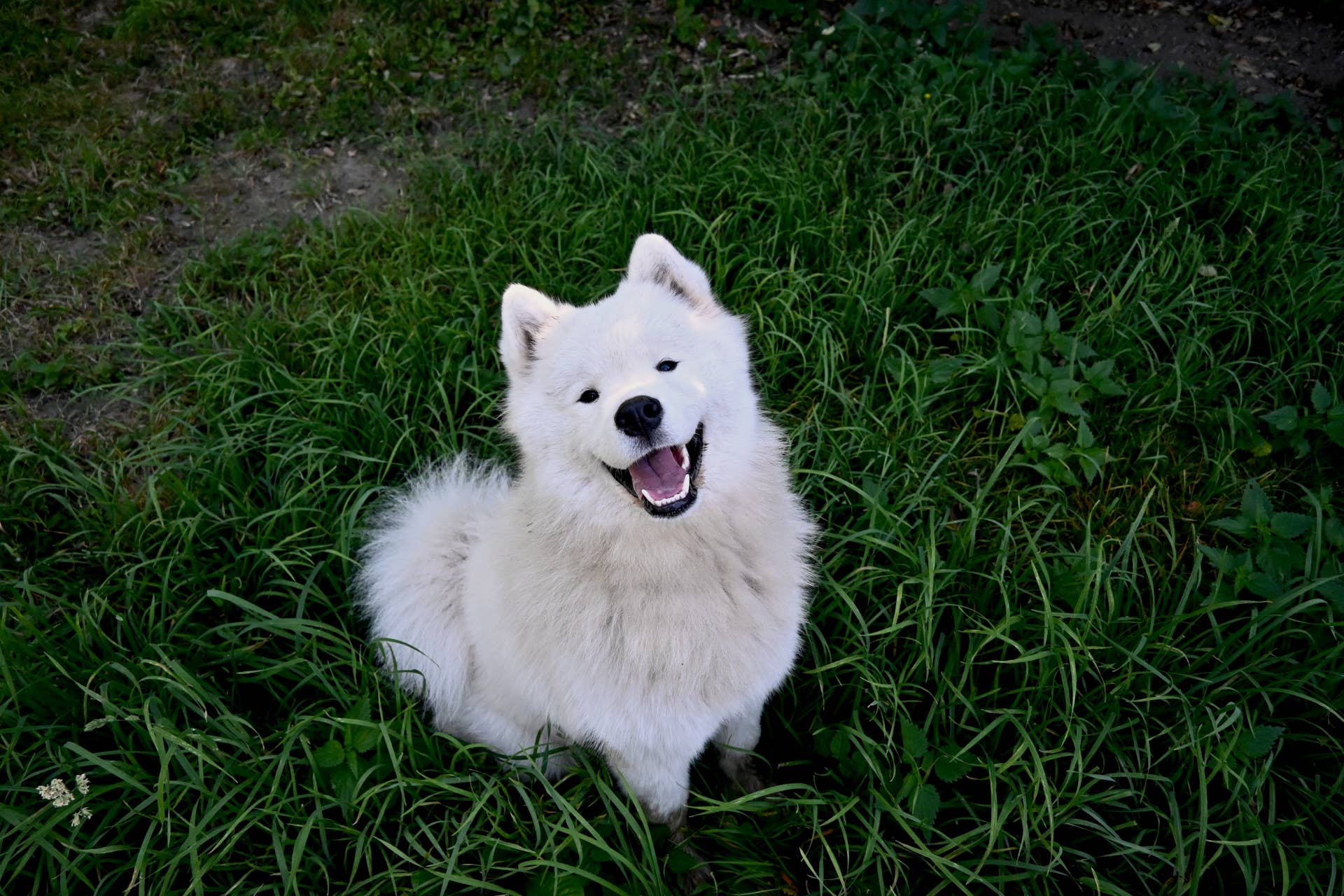 Samoyed - Parade Pets