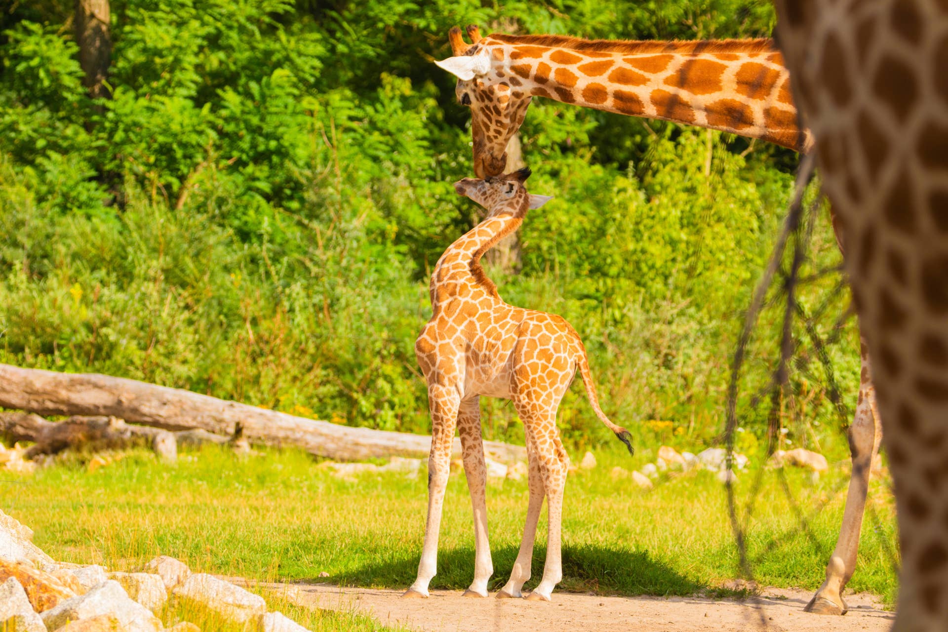 Hogle Zoo’s Newest Resident Has Arrived—and He Is Adorable - Parade Pets