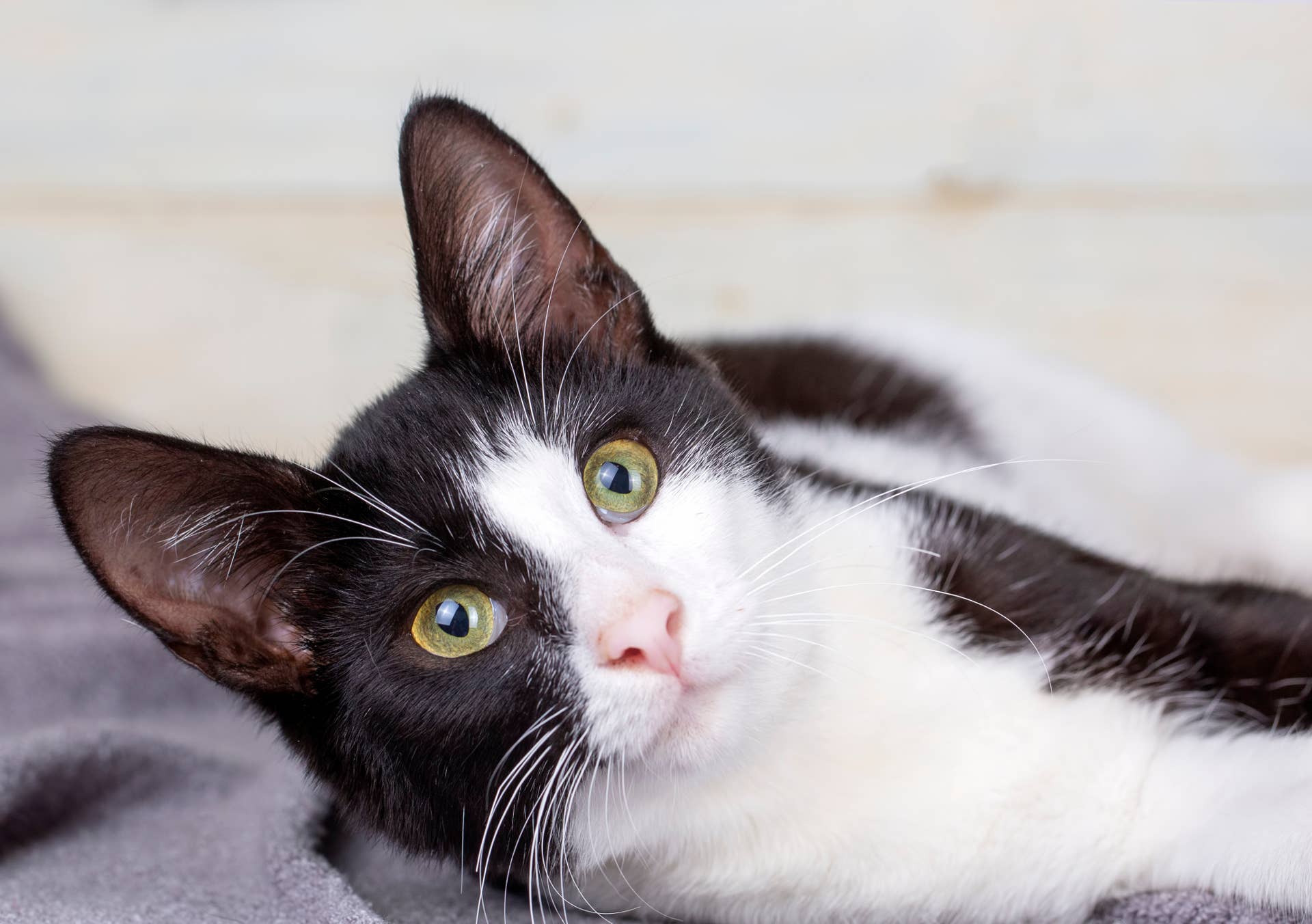 Picky Kitty Only Has Eyes for His Auntie, and His Reaction Is the Best ...