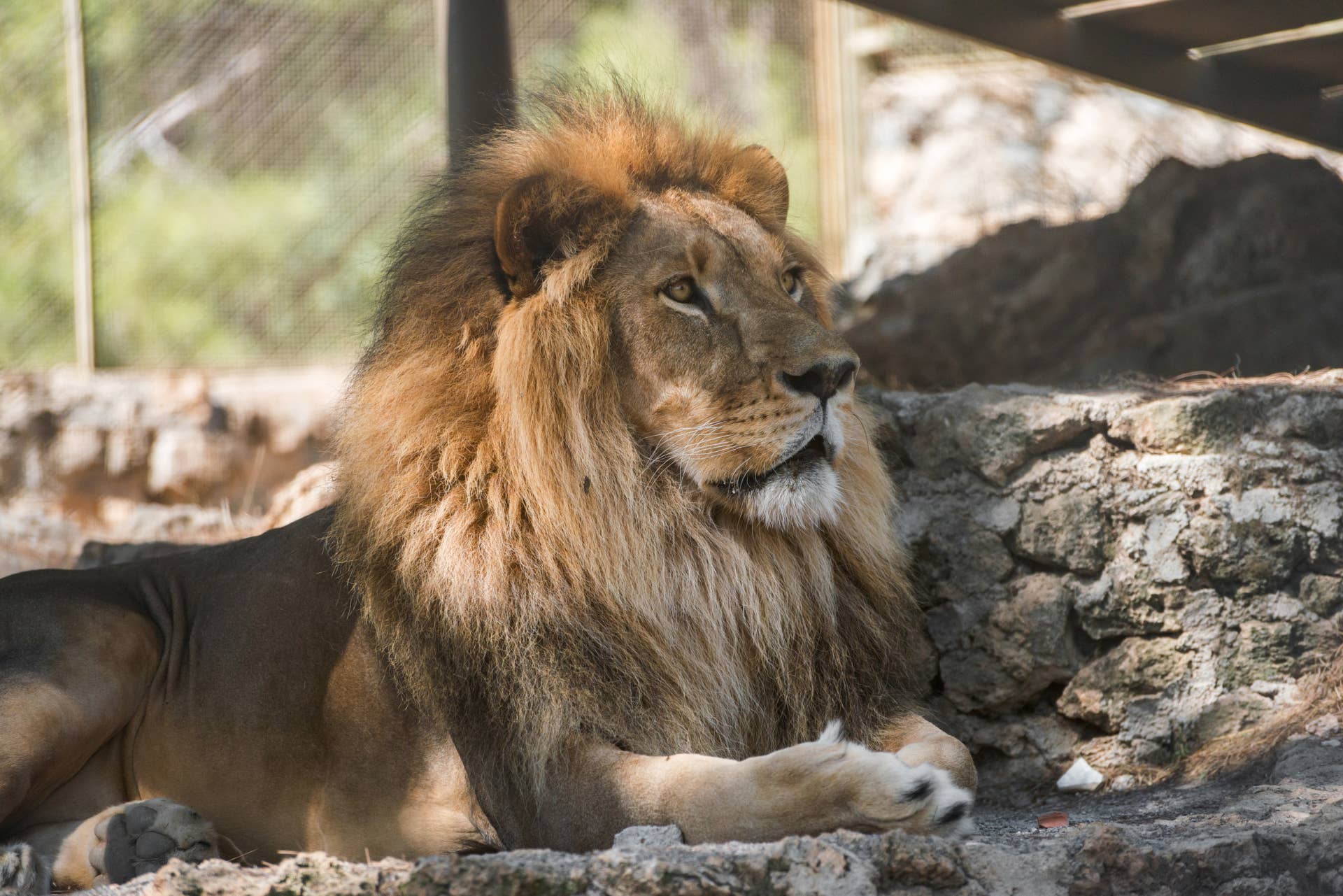 Lion Cub Sold as a Pet Reunites With Parents at Sanctuary - Parade Pets