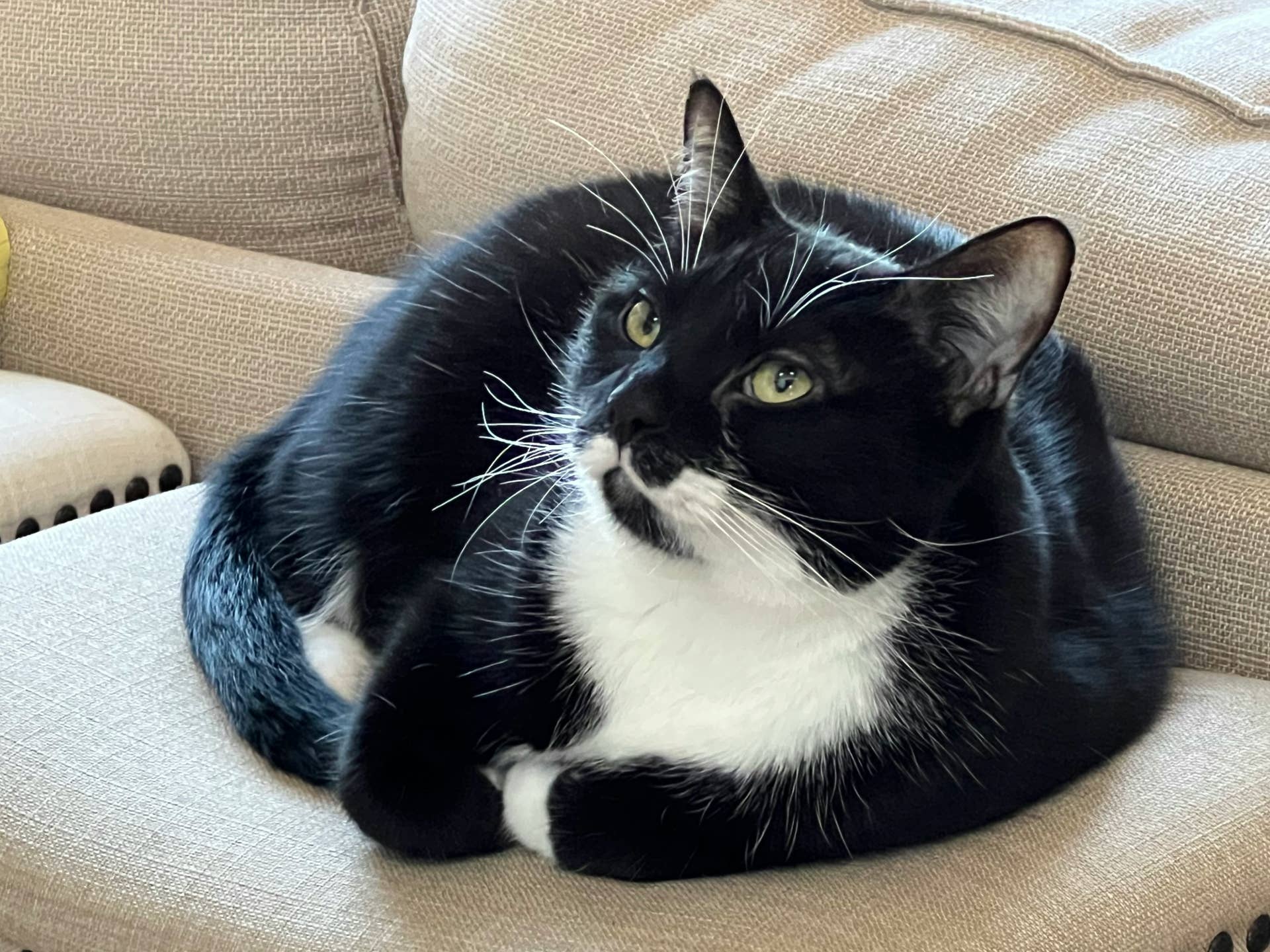 Tuxedo Cat Wears New 'Royal Robe' and Instantly Transforms Into a King ...