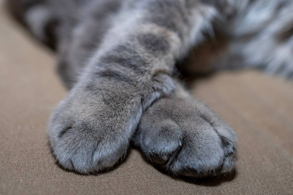 This Cat Looks Like a Pit Bull in Feline Form - Parade Pets