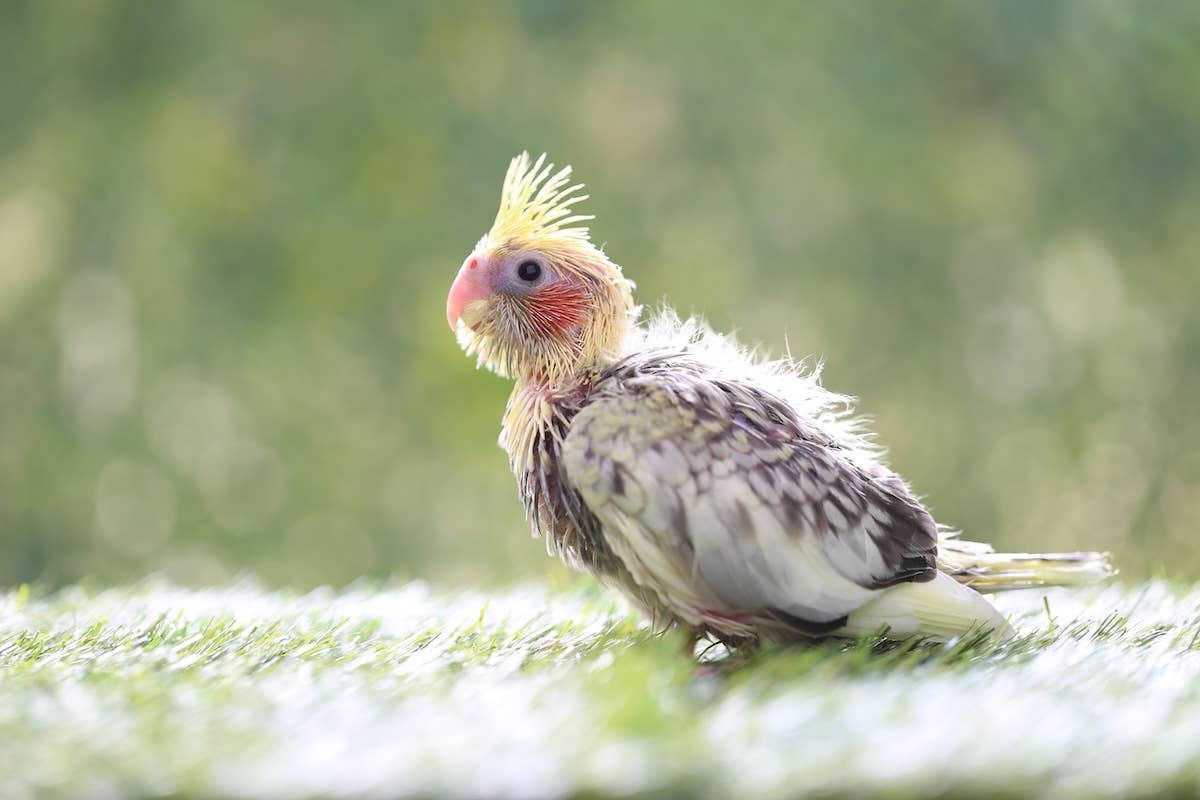 Baby Cockatiel Proudly Shows Mom His First ‘Big Boy Feather’ - Parade Pets