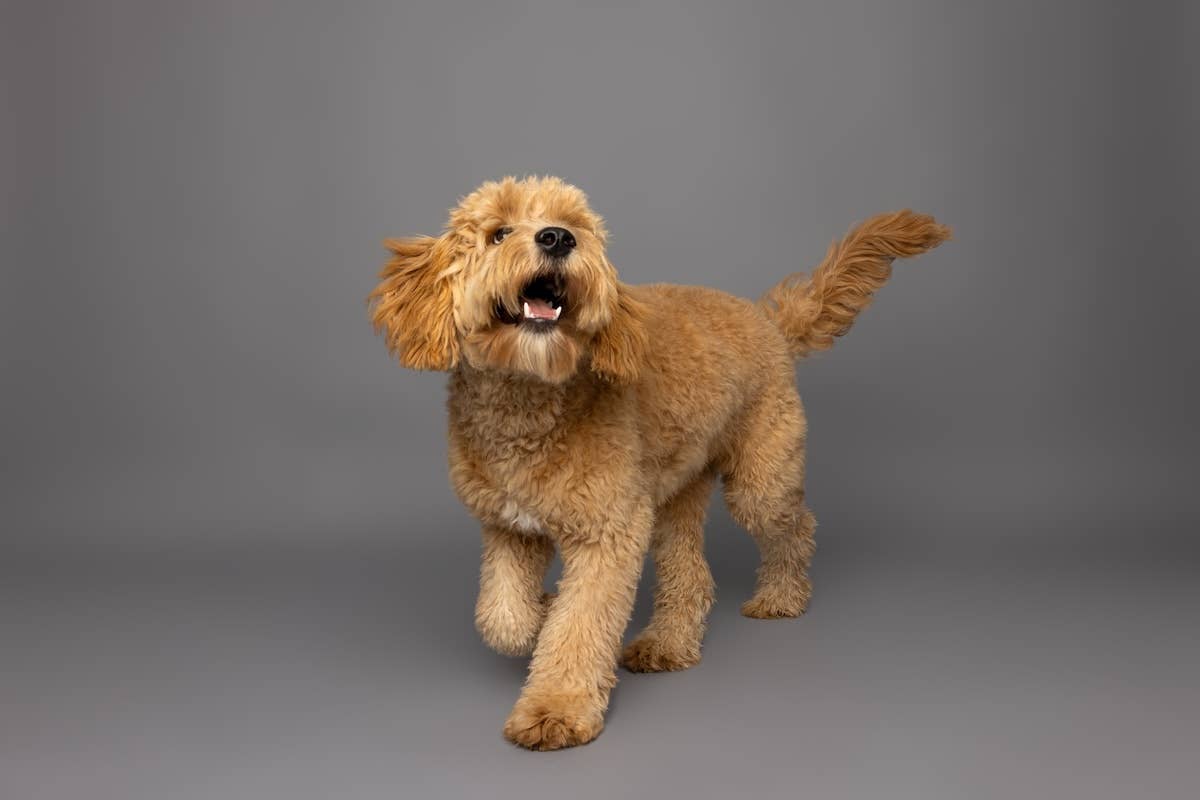 Goldendoodle - Parade Pets