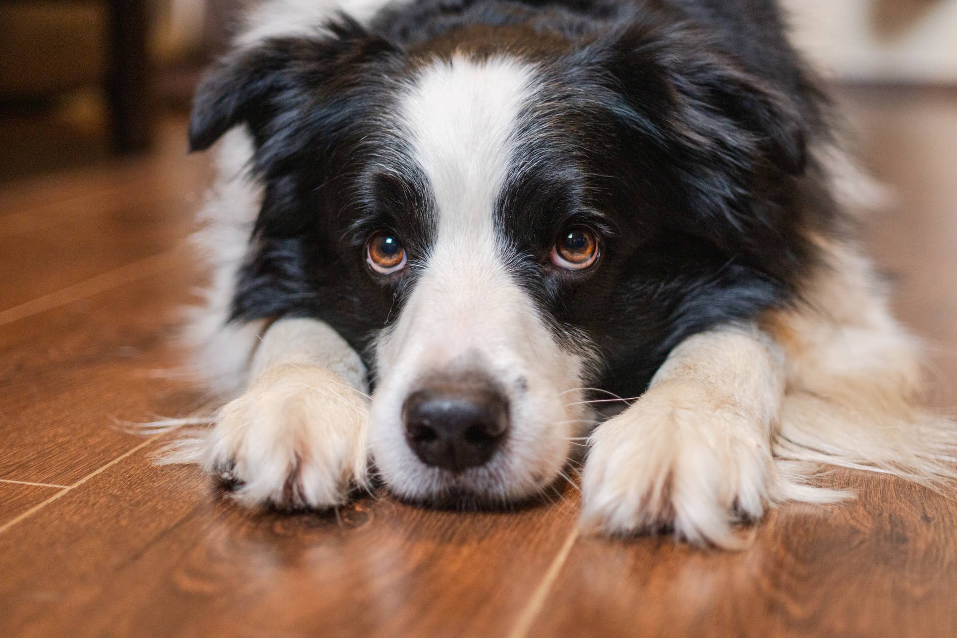 Rescued Border Collie Sweetly Looks After Deaf Sibling - Parade Pets