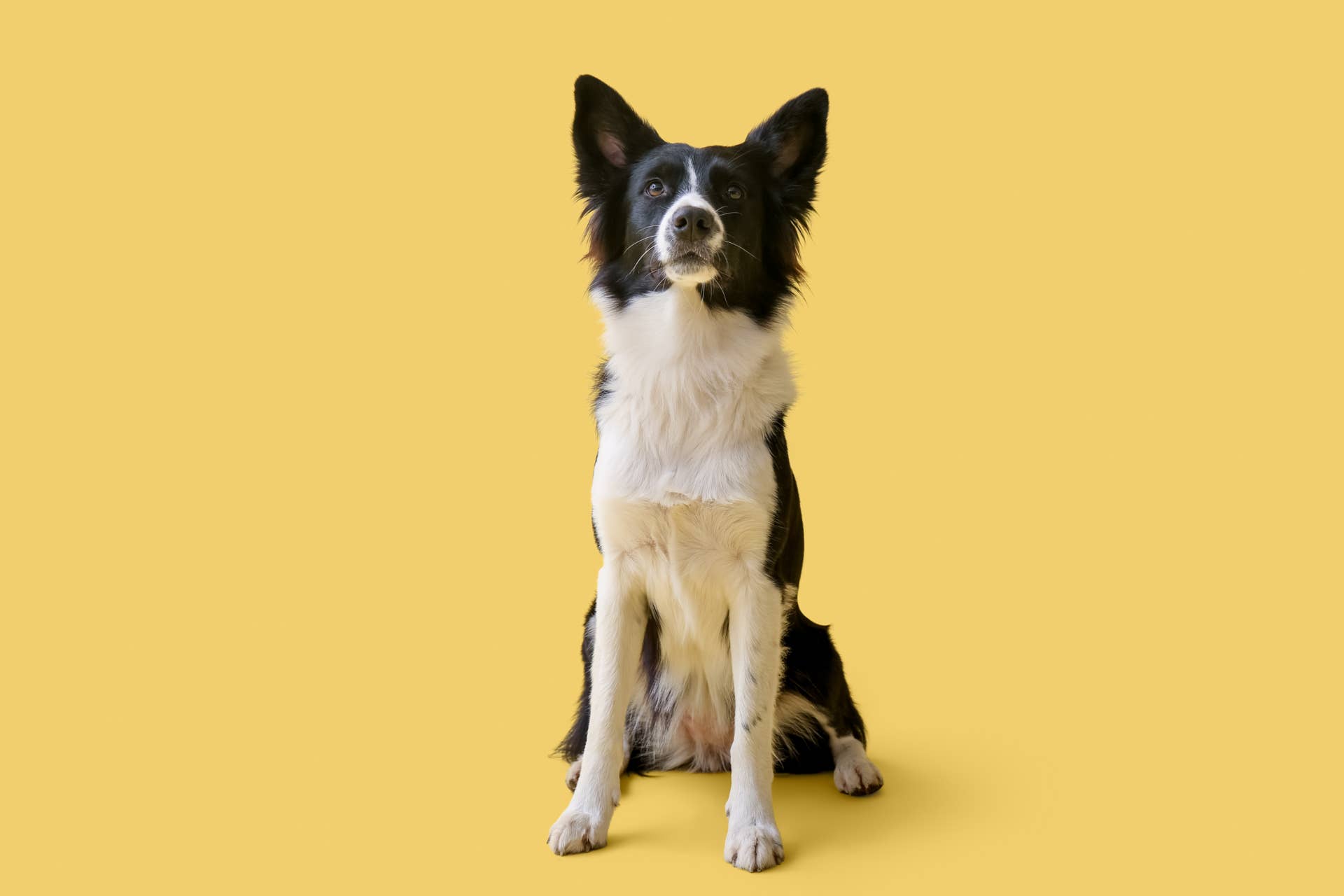 Roly-Poly Rescue Border Collie's Happiness Is Contagious - Parade Pets