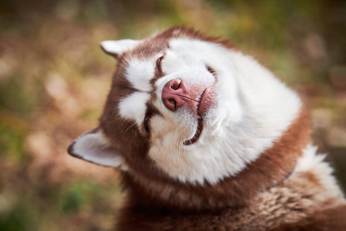 Husky's Priceless Loopy Face After Anesthesia Goes Viral - Parade Pets