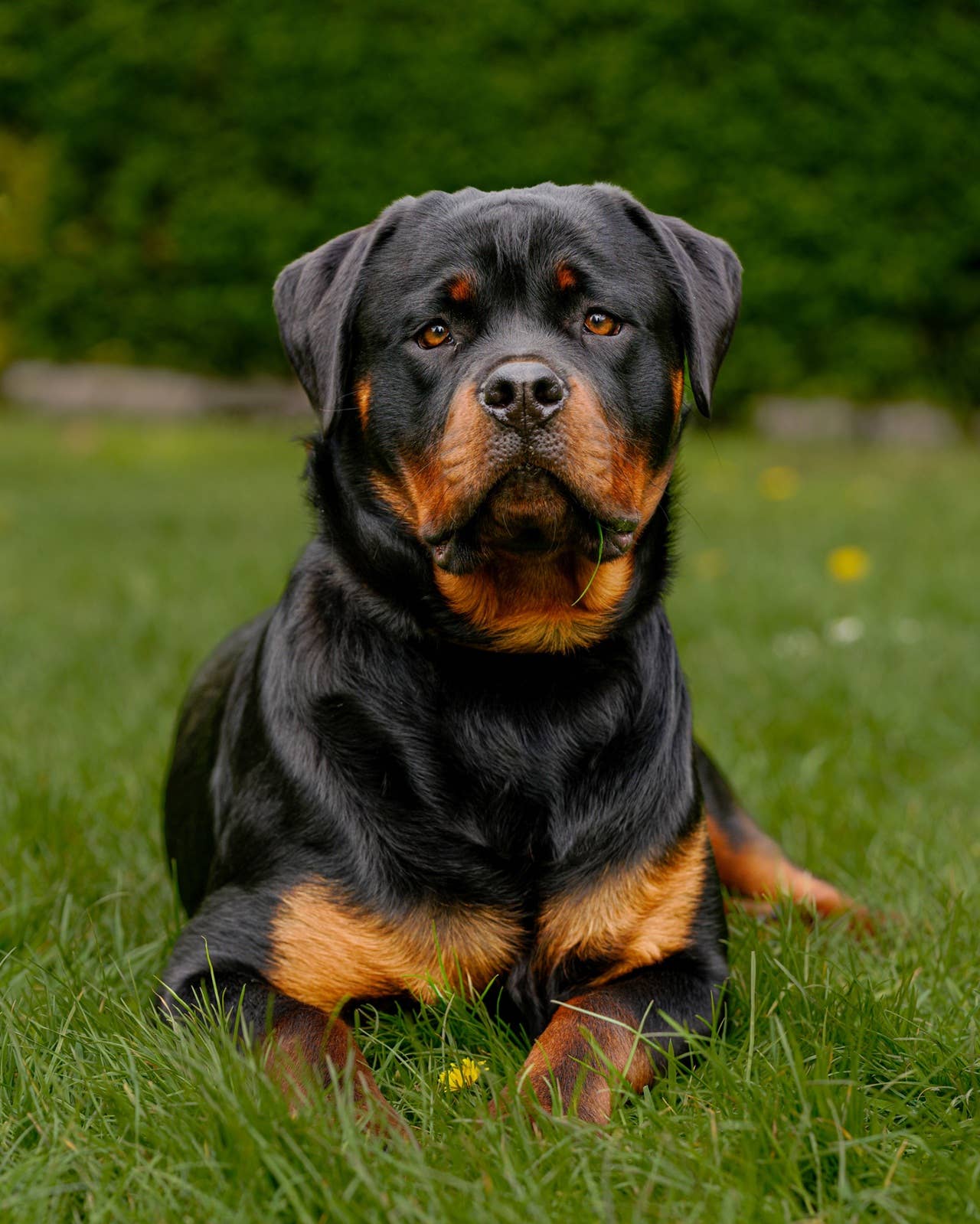 6 Boldest Dog Breeds, According to a Professional Trainer - Parade Pets