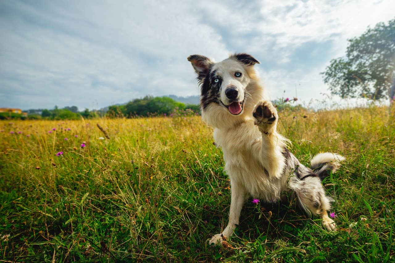 7 Dog Breeds That Act Like People, According to Experts - Parade Pets
