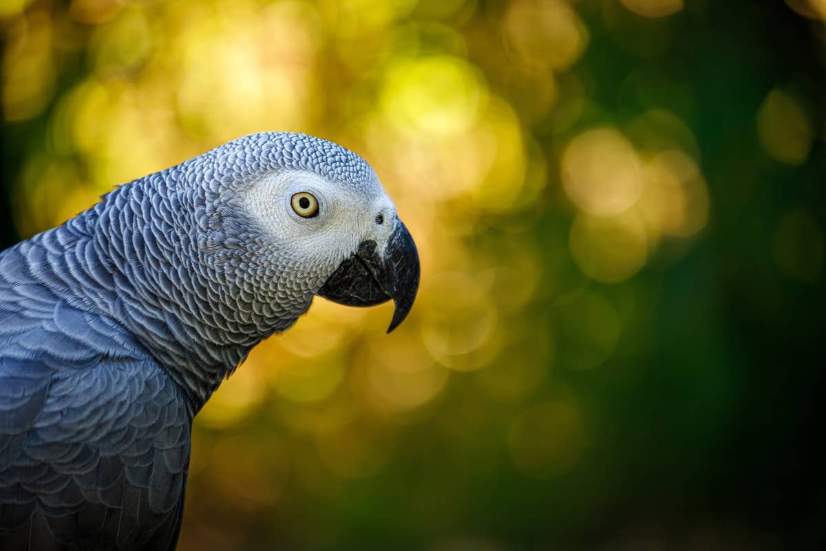 African Grey Parrot Totally Roasts Mom and It's Impossible Not To Laugh ...