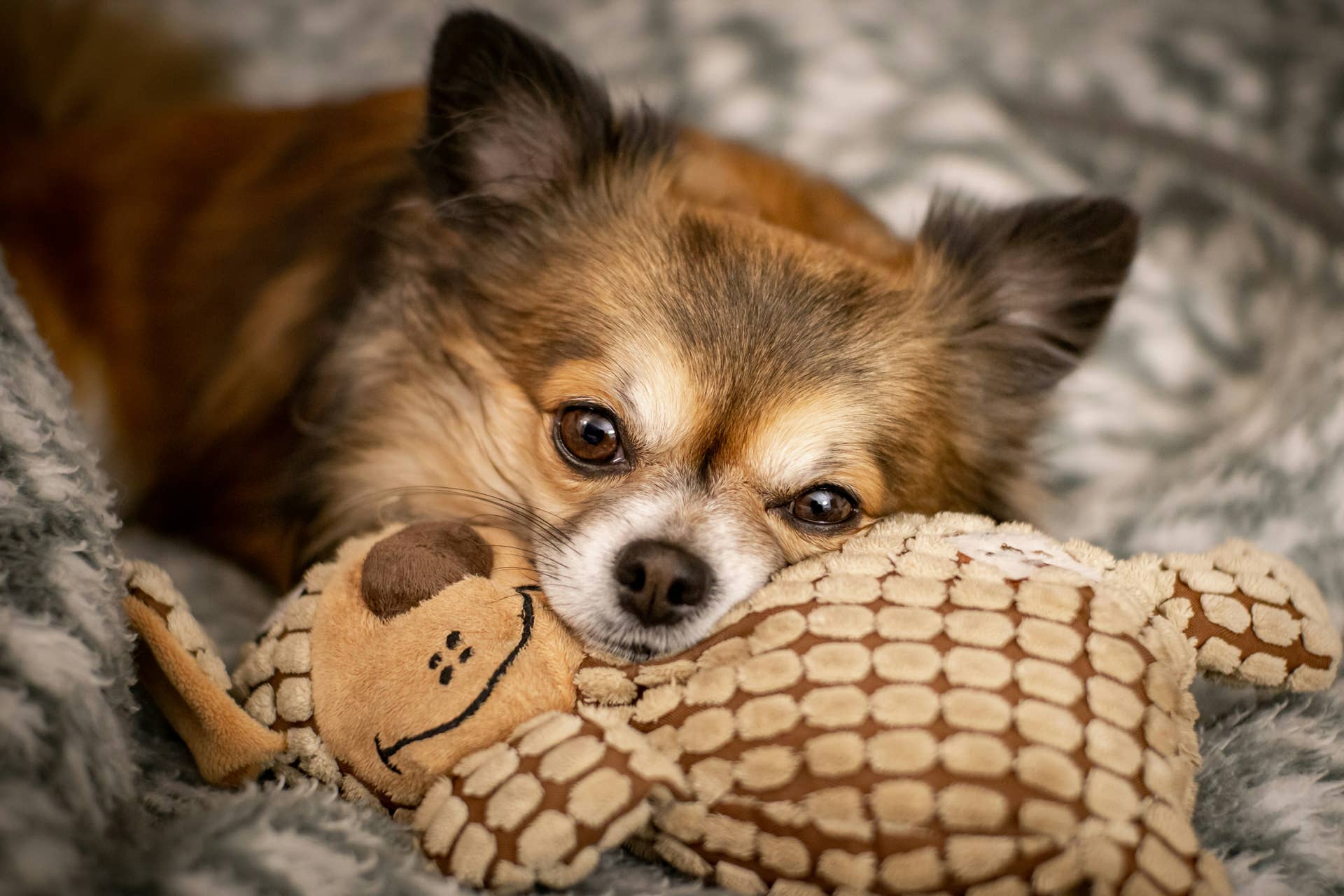 Dog Lover Spotted 'the Saddest Thrift Store Find' and Now We're Sobbing ...