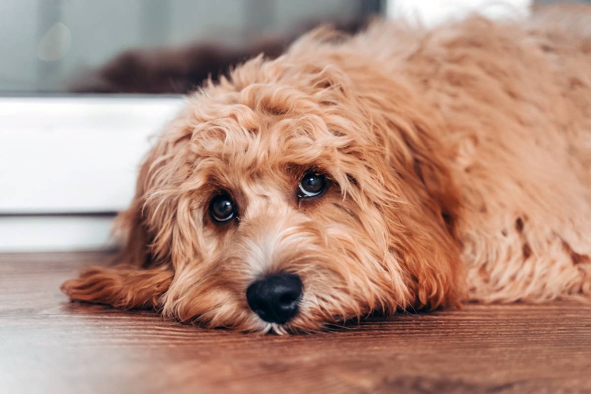 Cavapoo Puppy Sees ‘Goodbye Video’ From Mom And We're Crying - Parade Pets